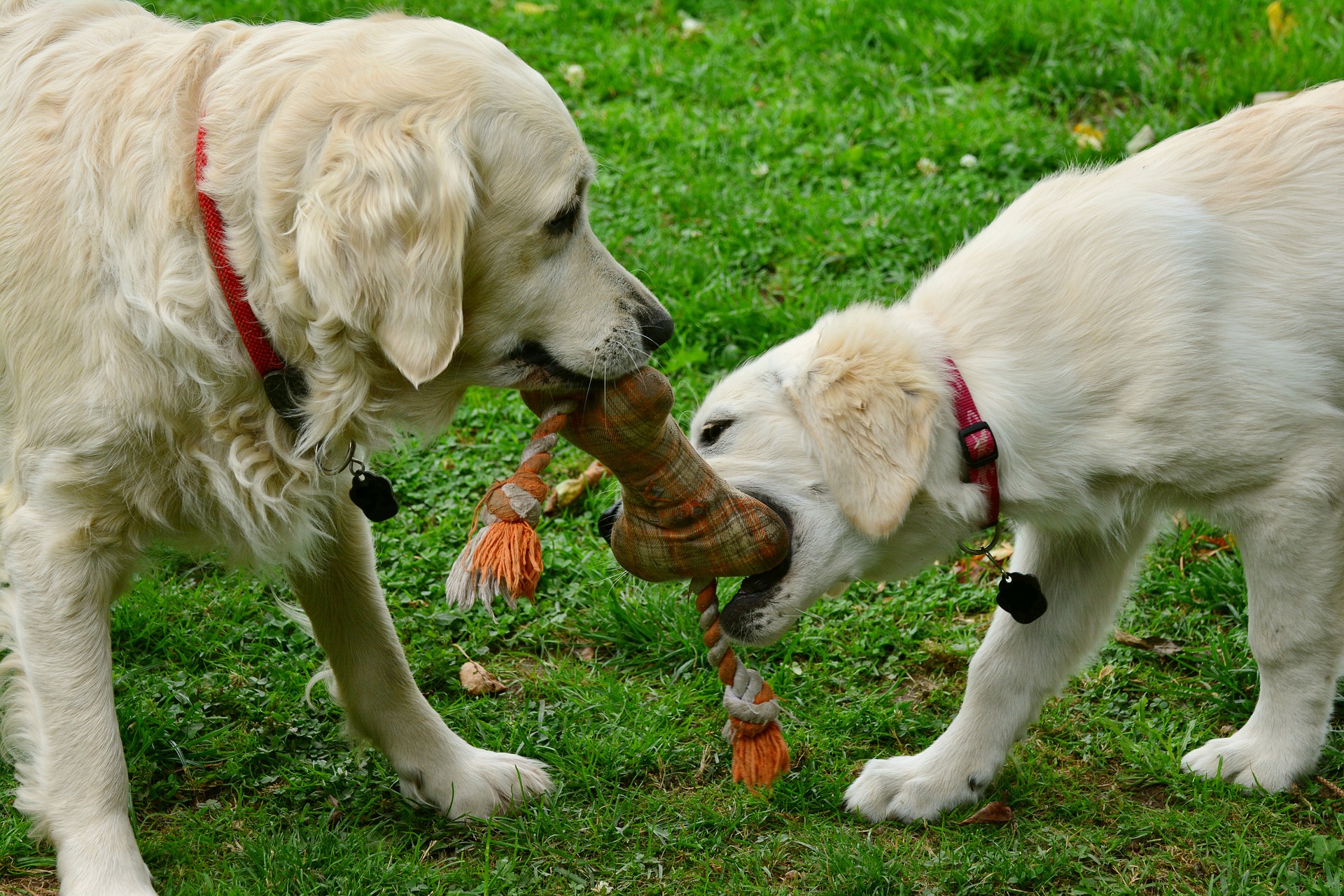 Do You Know Omaha s Leash Laws Personal Injury Blog Do You Know Omaha s Leash Laws Personal Injury Blog